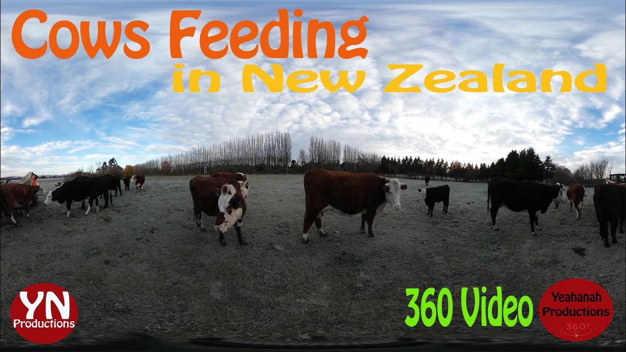 Cows in New Zealand Feeding: A 360° VR Video - YouTube