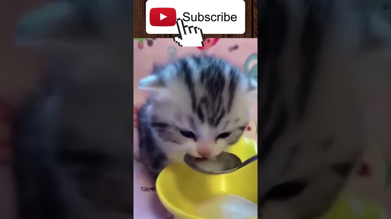 Fun Time - Funny moments - cute moments - CATs - #shorts - YouTube