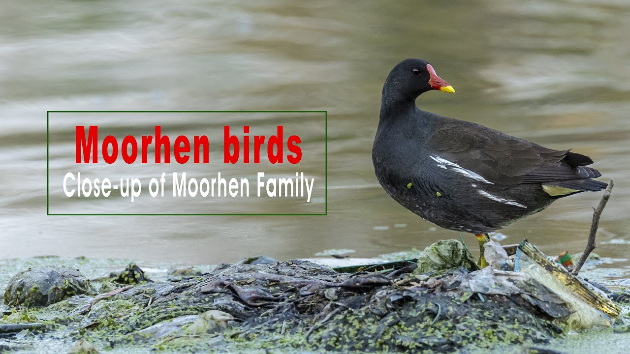 Moorhen birds | Moorhen's feeding technique | Motherly love in the wild ...
