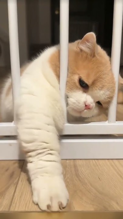 "This Cat Deserves an Oscar for Best Lazy Performance!" - YouTube