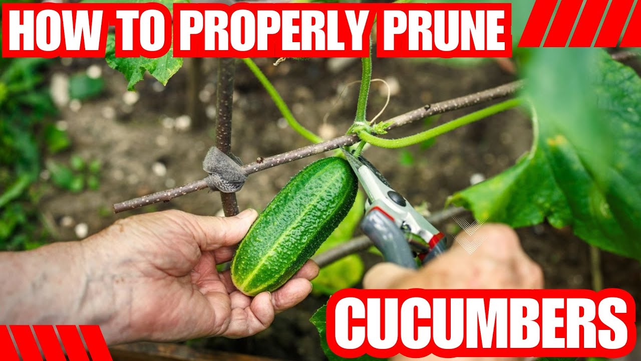 How to Properly Prune Your Cucumber Plants to Boost Your Harvest - YouTube