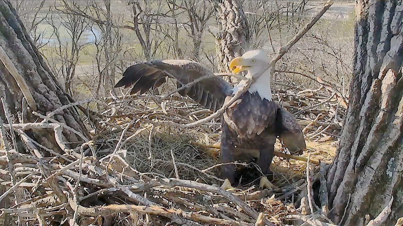 Decorah N2B 16/11/16 09:58 Mom's very big, very wonky stick - YouTube