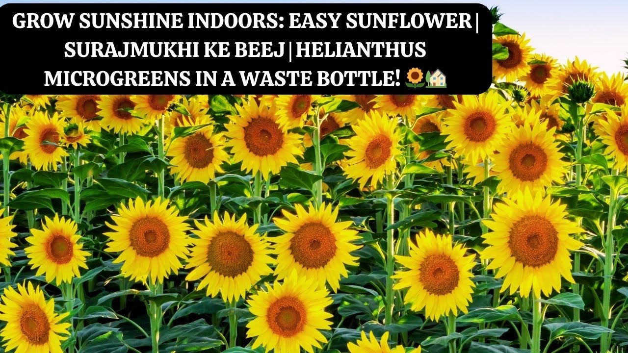 Grow Sunshine Indoors Easy Sunflower Surajmukhi ke Beej Helianthus ...