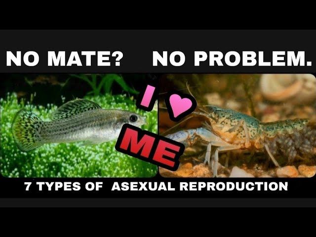 Types Of Fish Reproduction