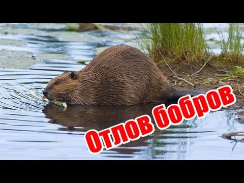 Отлов бобров | Лучший способ, 2001 год