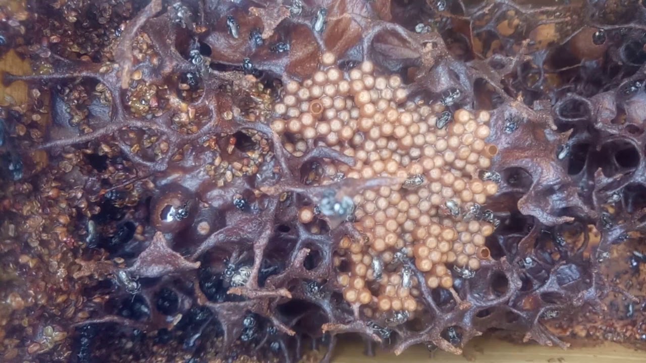 Tetragonula hockingsi queen bee on show. - YouTube