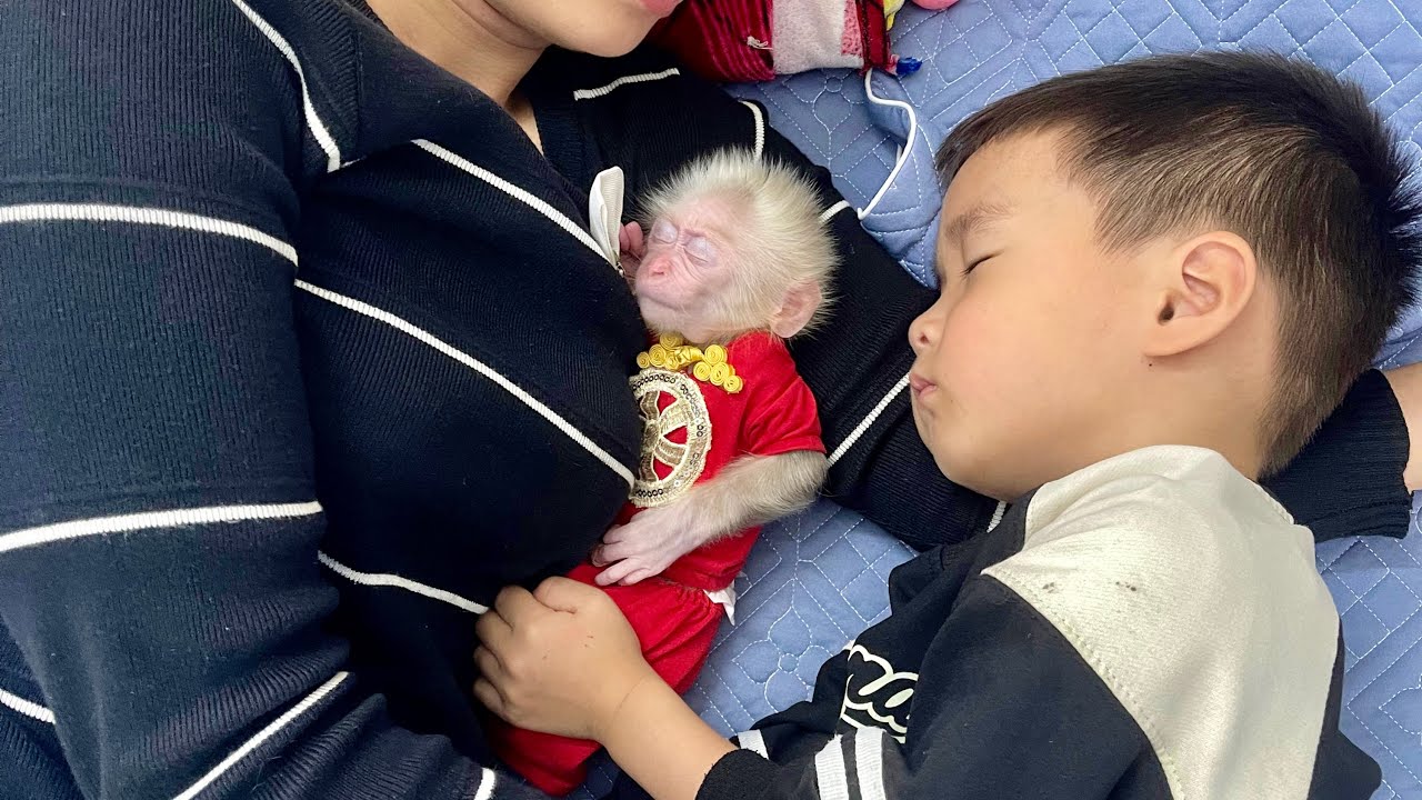 Baby monkey Abi wants to sleep with his mother and brother - YouTube