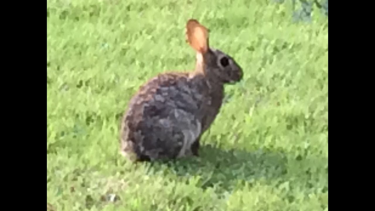 Iepuras Coconas. La furat floricele bunicului - YouTube