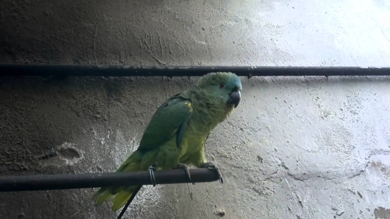 LORO QUE HABLA COMO NIÑO - YouTube