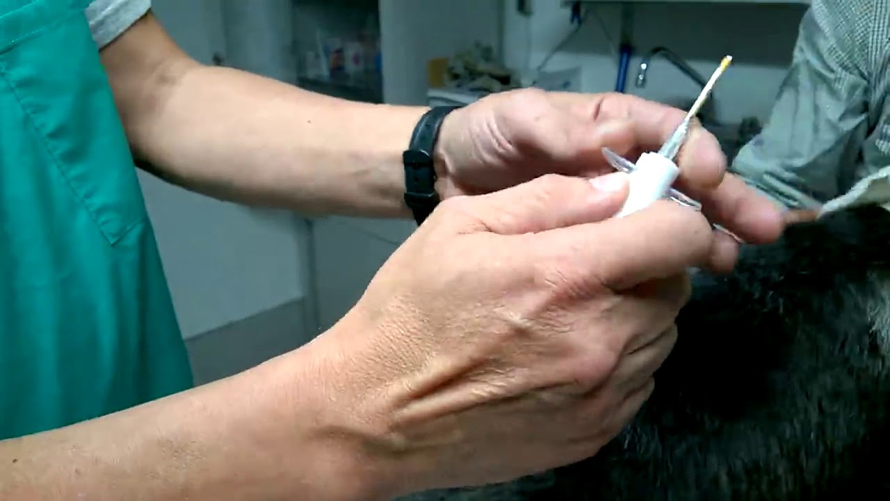 Colocacion Microchip Trovan para identificación pasiva de animales ...