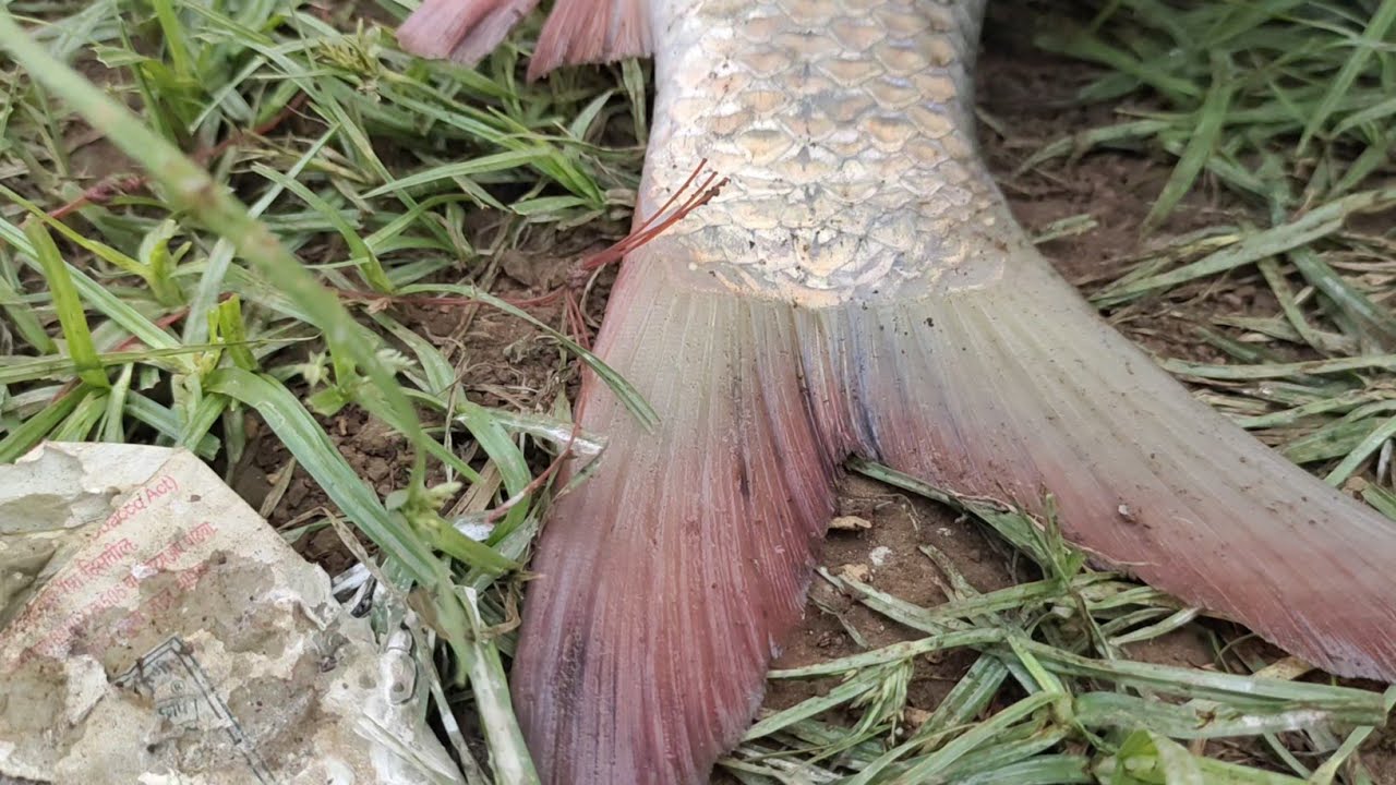 Carp Fishing || Rohu Fish Caught || Parag fish Catching केले और फीडर पे ...