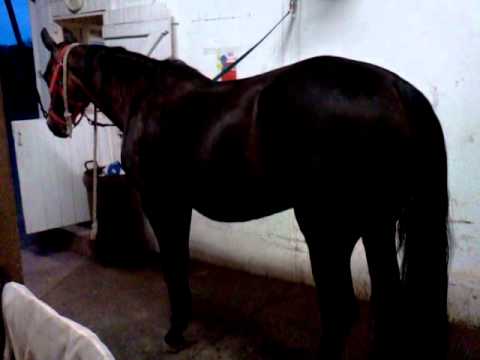 Horse Shivers, PSSM, Stringhalt or what? Neuro - YouTube