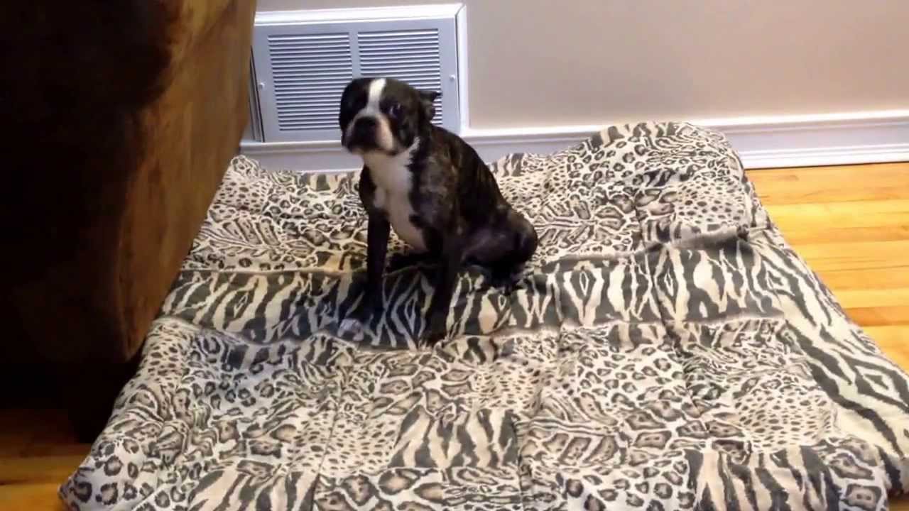 I think my dog is possessed! - YouTube