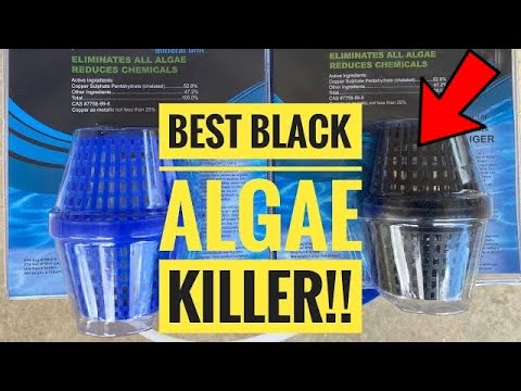 Black Algae in pool treatment that WORKS! - YouTube