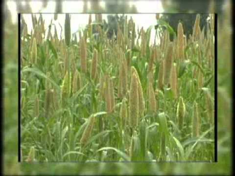 Chauka Watershed System. Part 1 - YouTube