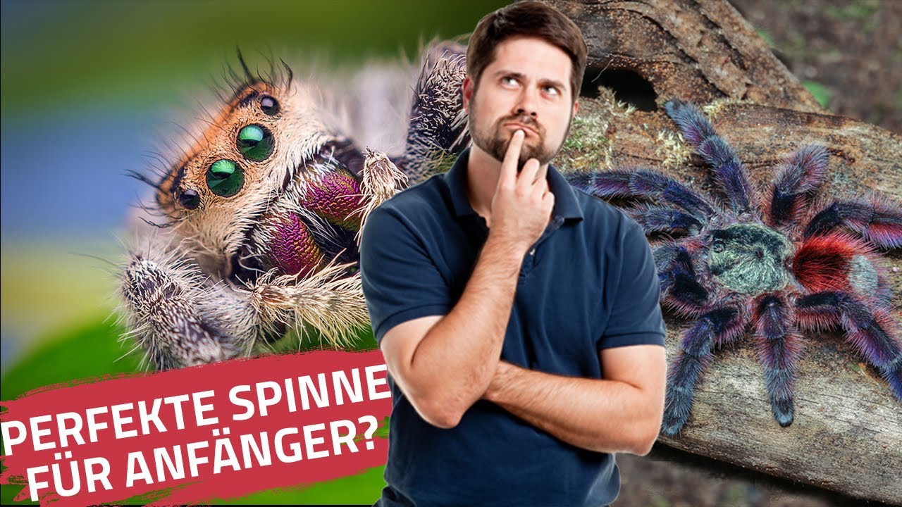Einsteigerspinnen | Welche Spinnen für Anfänger? | Warum eigenen sie ...
