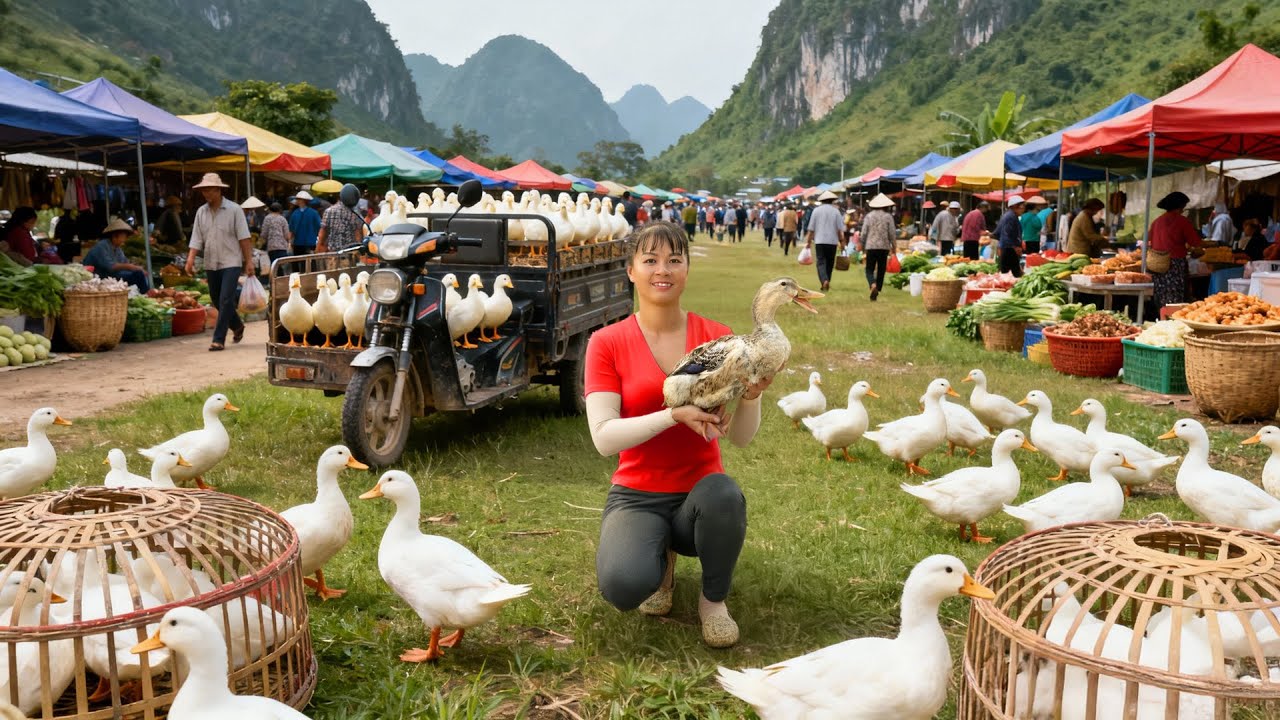 Harvesting 50+ Ducks Go to Market Sell, Selling & Buying Ducklings to ...