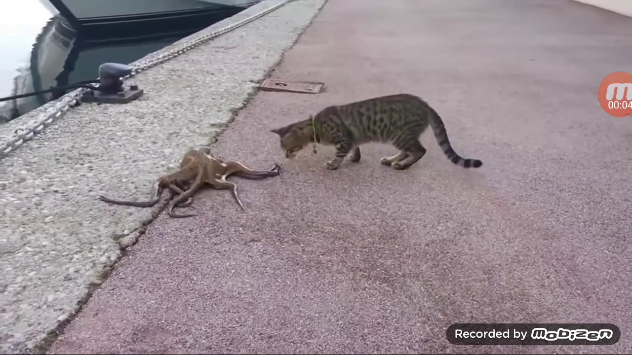 cat tries to eat octopus - YouTube