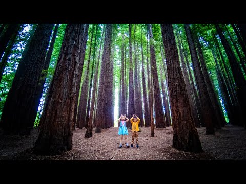 Redwood Forest Yarra Valley Melbourne Victoria Australia/澳大利亚维多利亚州墨尔本亚拉 ...