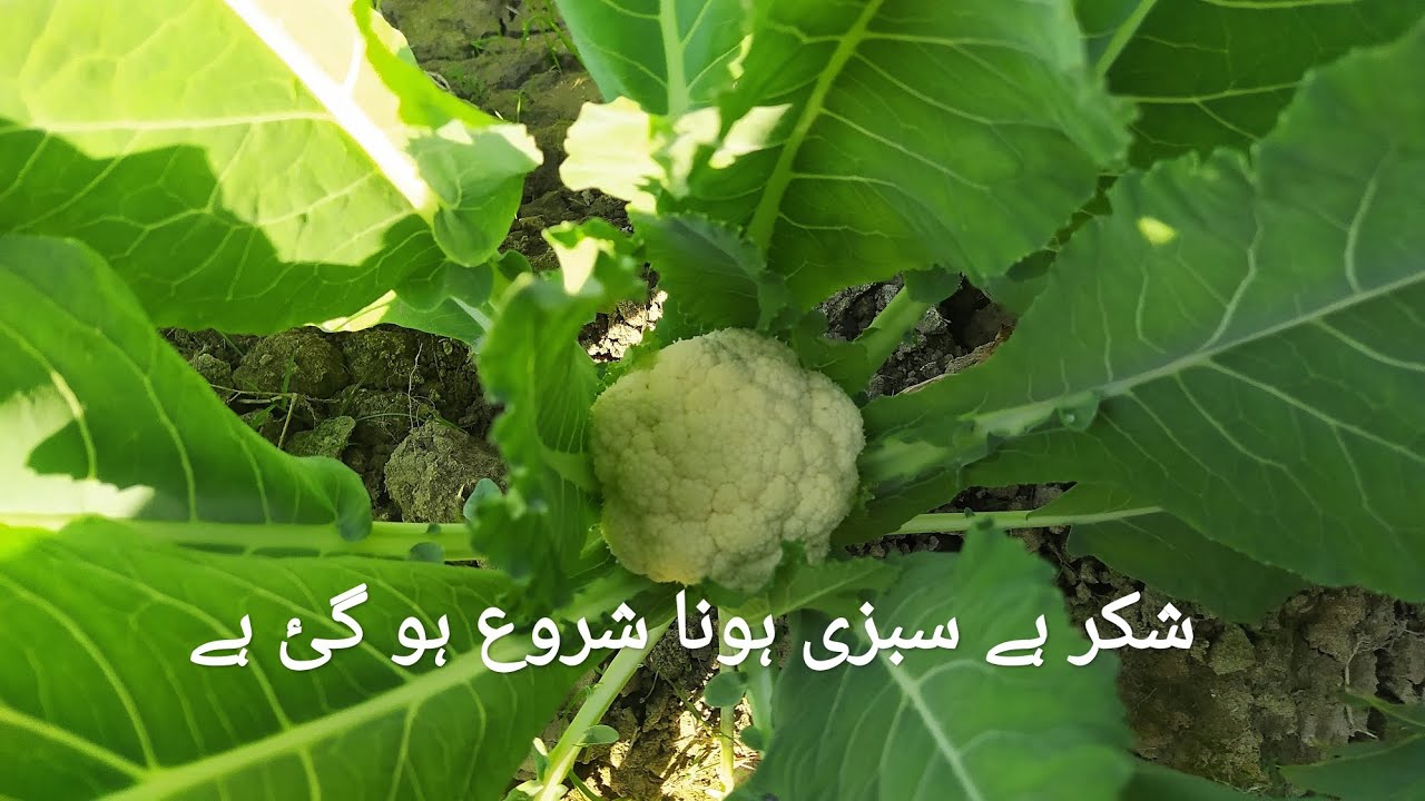 #Shukar hy Hamare sabze hona shuru ho GI hy # - YouTube