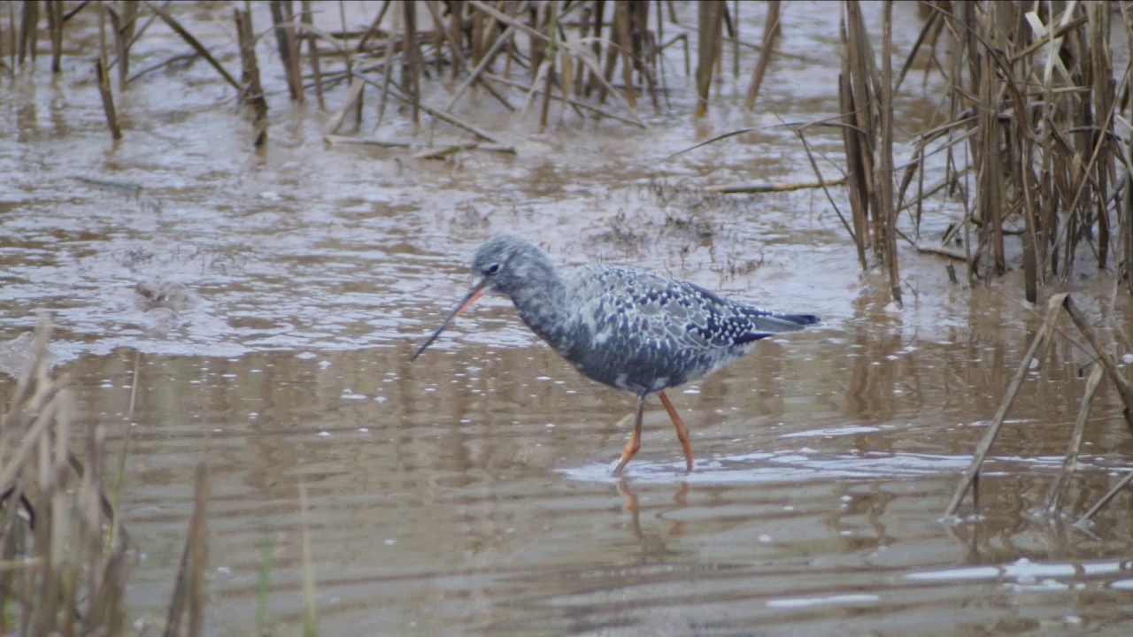Spotted Redshank - RSPB Goosemoor Topsham 03/04/2017 - YouTube