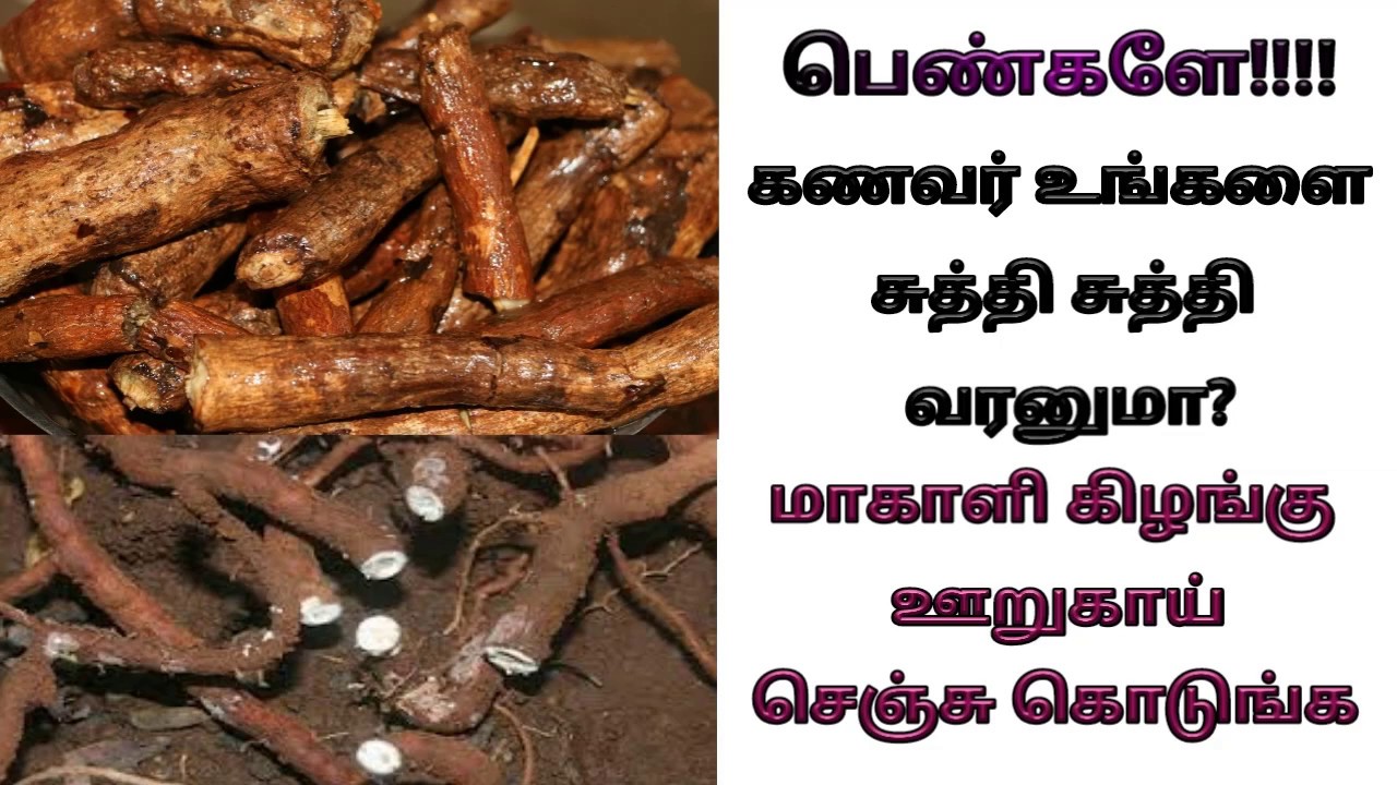 மாகாளிக் கிழங்கு ஊறுகாய் மாகாணி கிழங்கு magali kizhangu pickle magani ...