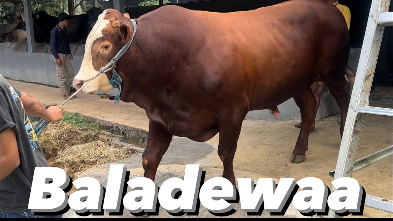 SAPI LIMOSIN JUMBOO BALADEWA AKBAR FARM‼️ - YouTube