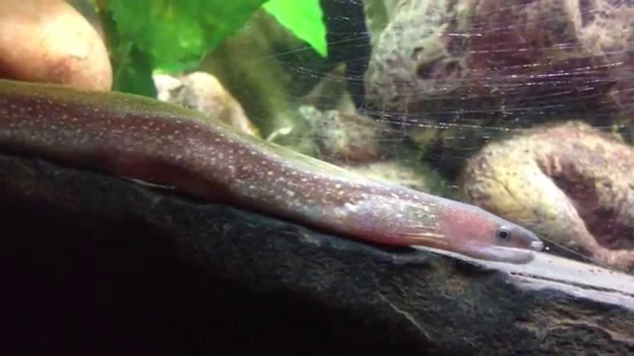 Gymnothorax tile 'Freshwater' Moray Eel - YouTube