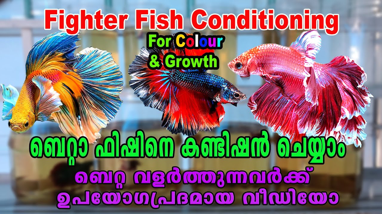 Fighter Fish Conditioning # Betta Fish Conditioning # Betta Fish Care ...