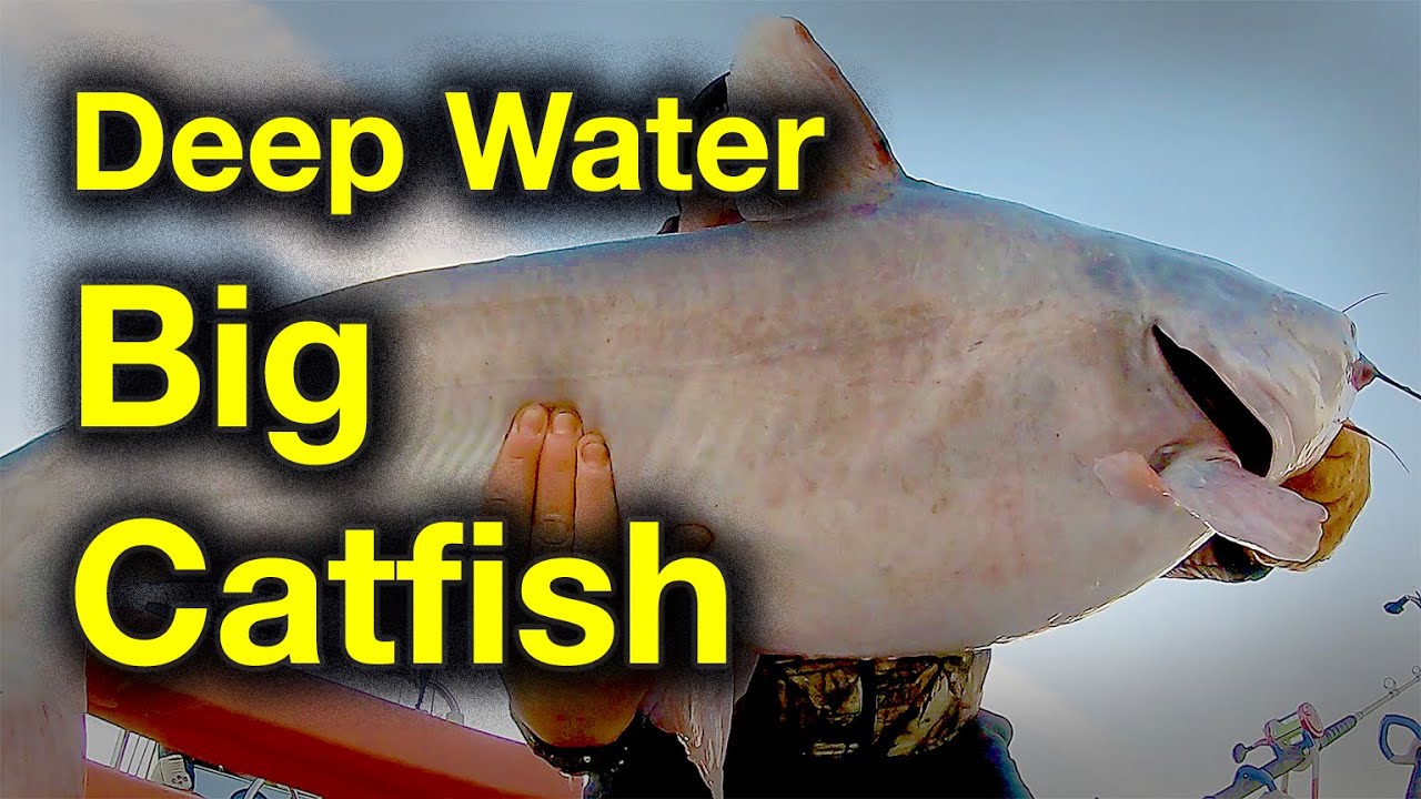Big Catfish in Deep Water - YouTube