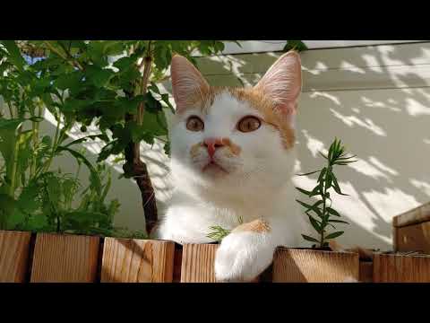 New Here? Meet My Cats: Karamell and Cappuccino 🐱🐱#wholesomecats