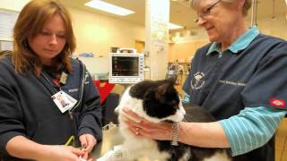 Garden State Veterinary Specialists, Animal Care, Tinton Falls, NJ