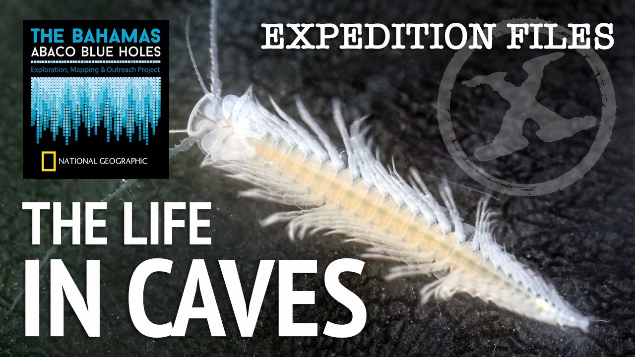 Life In Caves: Abaco Blue Holes Cave Diving Expedition Files #5 ...
