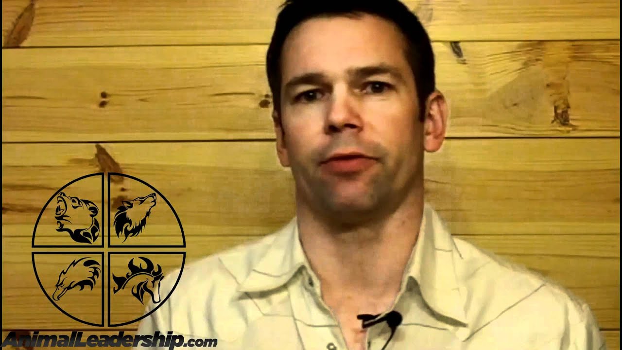 Animal Leadership: The Horse Personality and Leadership Qualities - YouTube