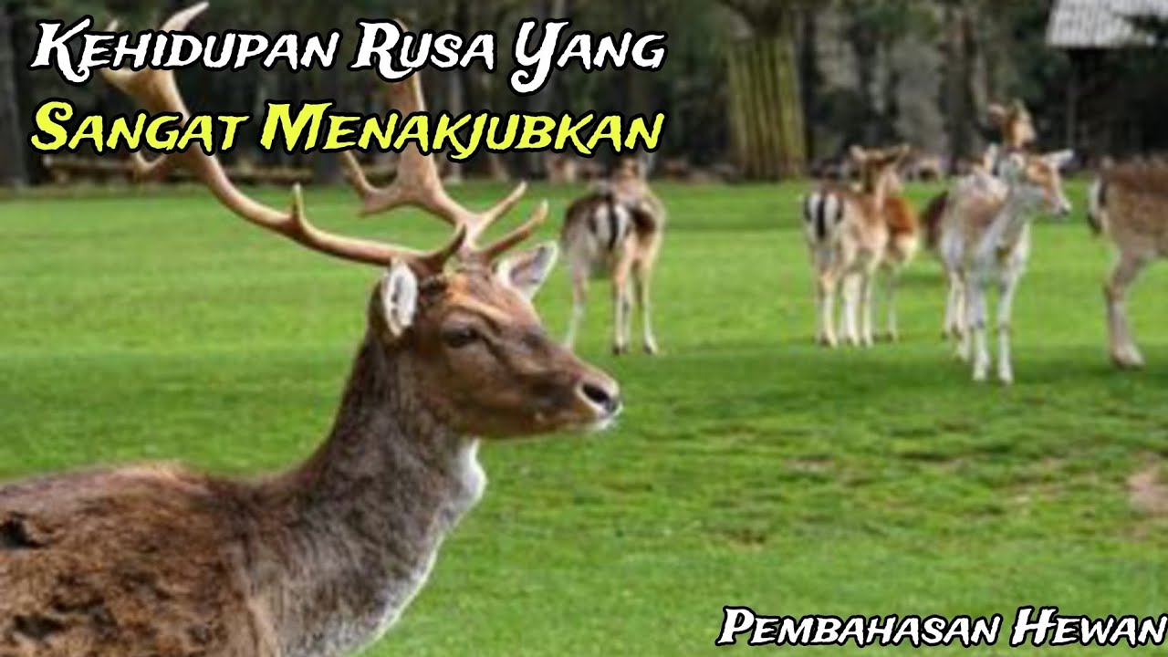 Perjuangan Rusa Dalam Bertahan Hidup Di Kehidupan Kerasnya! - YouTube