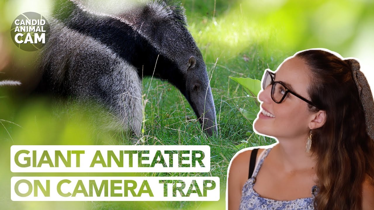 How many insects can a giant anteater eat in a day? | Candid Animal Cam ...