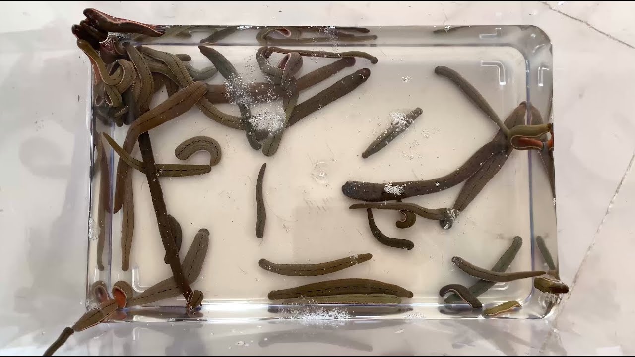 📝🔎🐶DOGCUMENTORY EP.02:📦🐛Unboxing Wild-caught Asian Buffalo Leeches ...