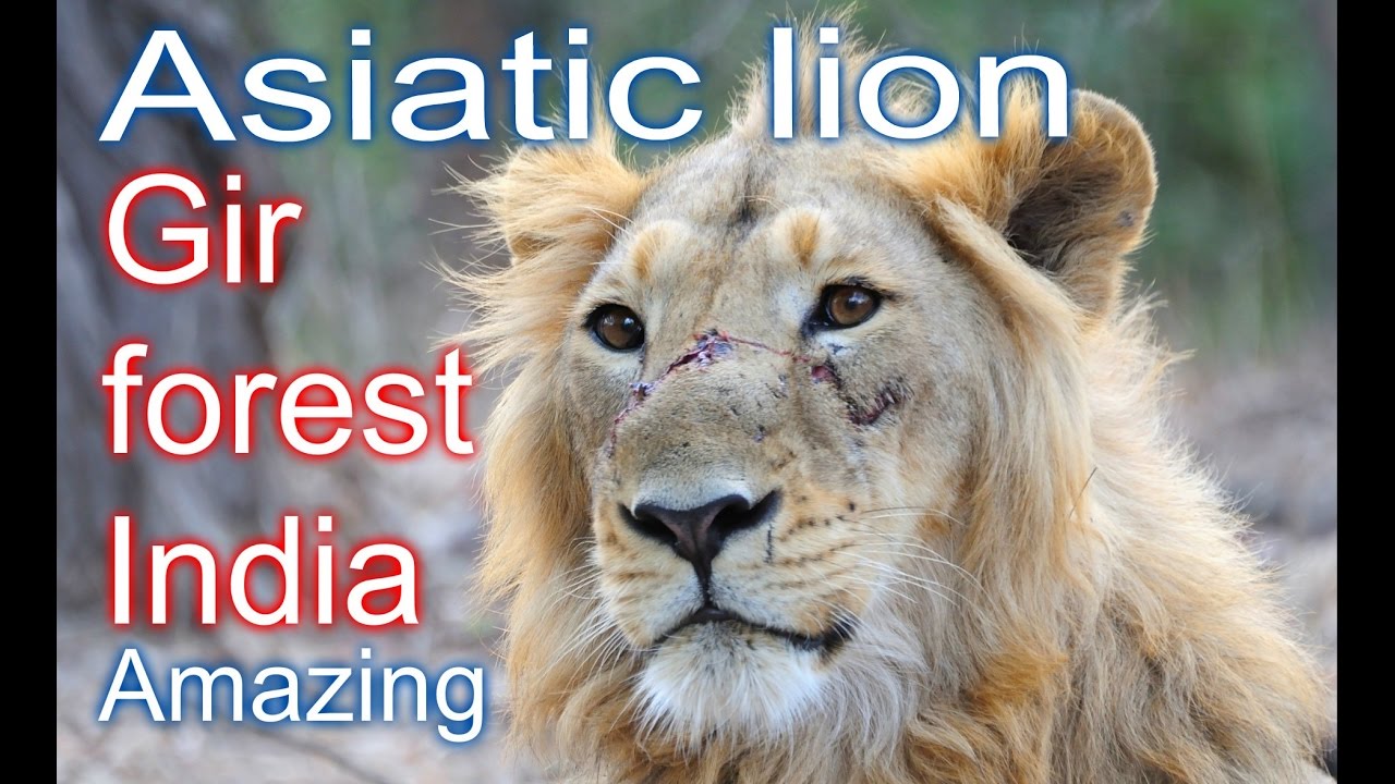 Why Asiatic Lion is to spray urine on tree ? Watch amazing video from ...