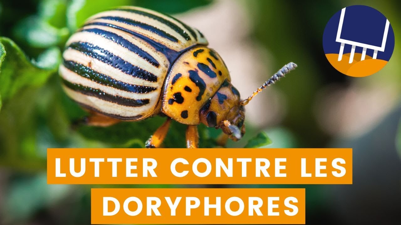 Lutter contre les doryphores et leurs larves : Méthodes naturelles pour ...