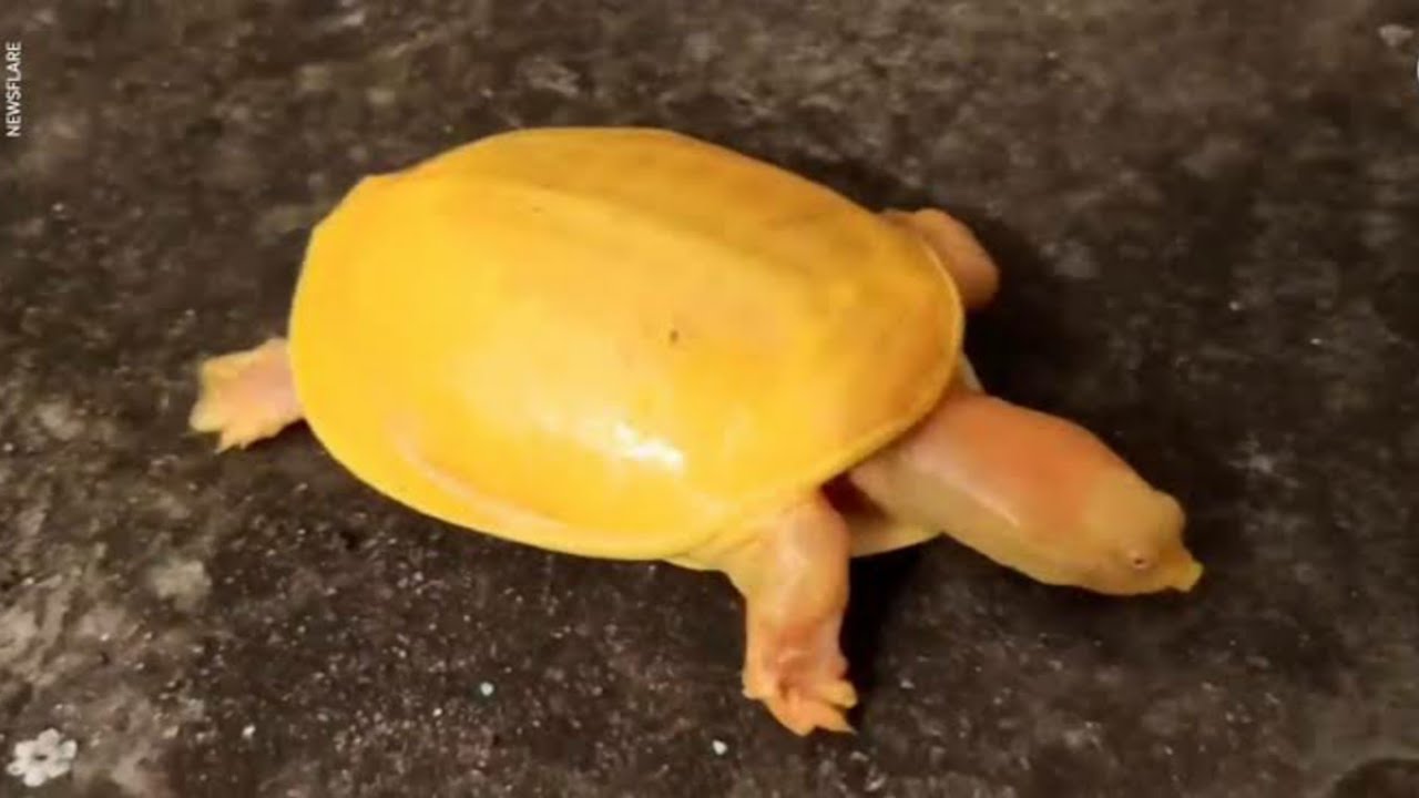 Rare yellow Turtle(short video clip) - YouTube