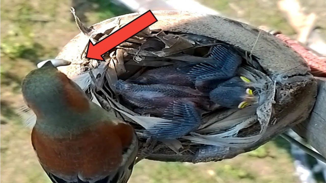 SAHEL BUSH SPARROW FEEDS ON YOUNG#bird - YouTube