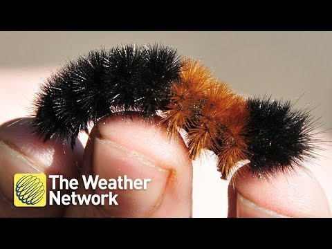 Are The Black And Orange Fuzzy Caterpillars Poisonous