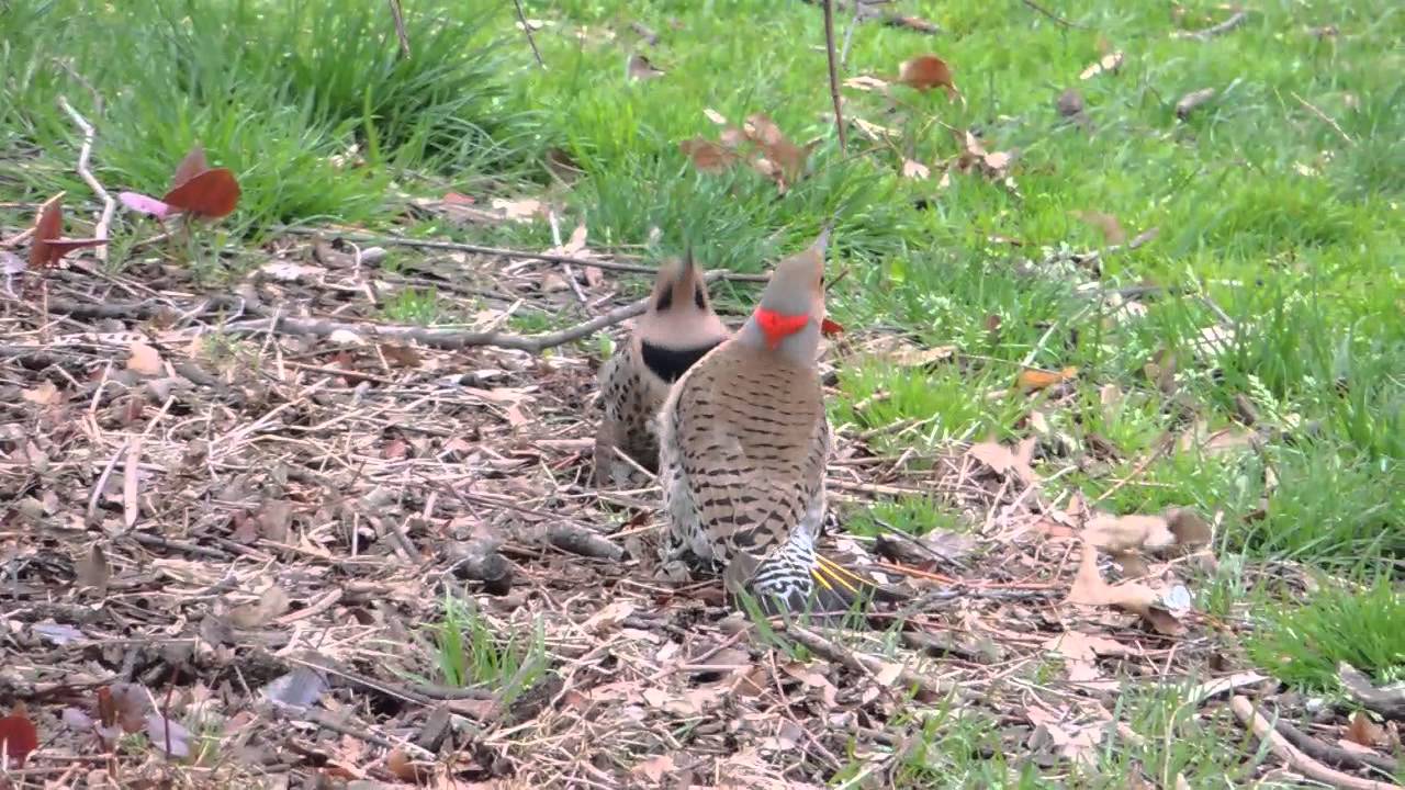 Northern Flicker Woodpecker Mating Dance in Central Park - YouTube