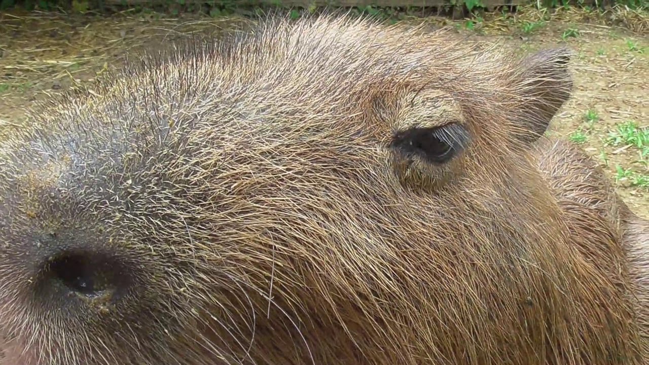 Capybara Cute Babies & Their Parents - YouTube