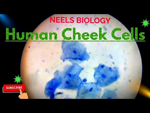 Human Cheek Epithelium Cells..... - YouTube