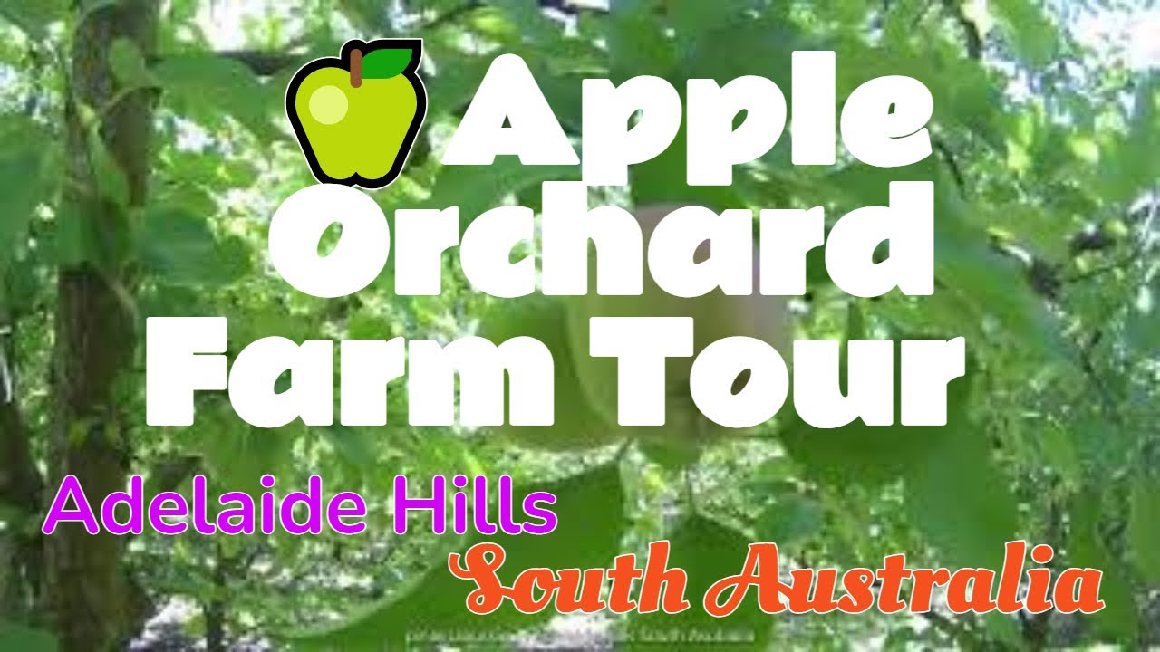 🍏Apple Orchard Farm Tour | Adelaide Hills South Australia - YouTube