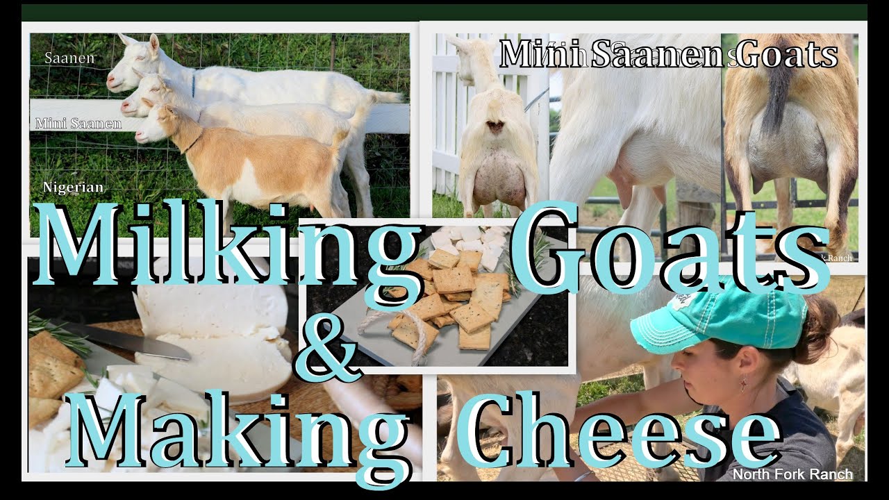 Making Goat cheese & Milking goats! #goat #goatcheese #cheese # ...