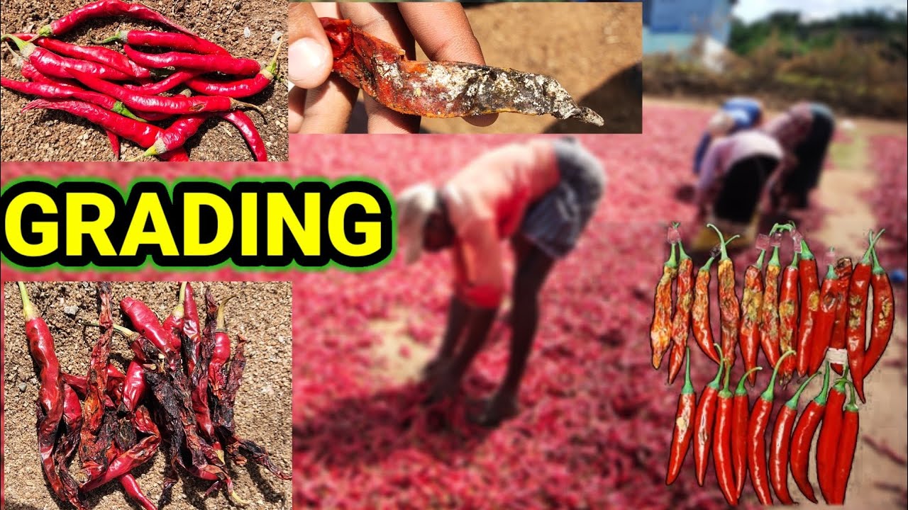 Mirchi Grading 🌶️🔥 | Diseases In Mirchi | Mirchi Harvesting | Mirchi ...