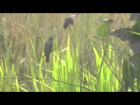 Bird Watching at Koki.m4v - YouTube