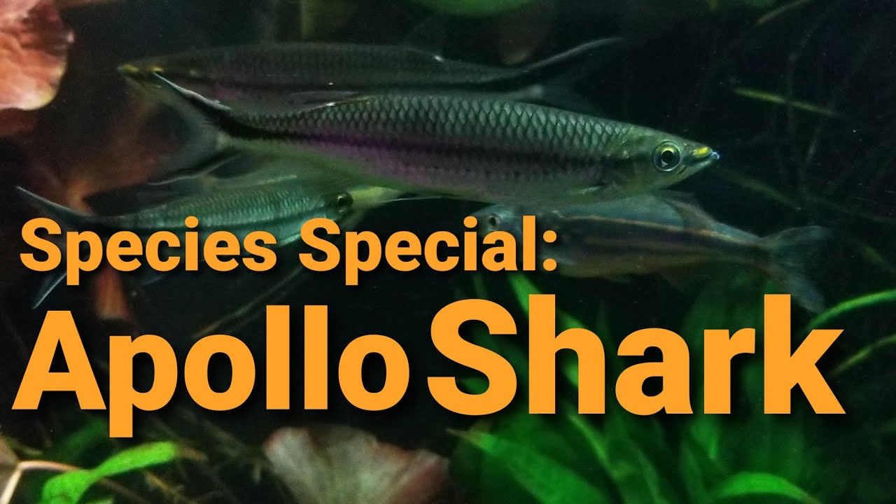 Species Special: Apollo Shark - YouTube